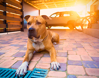 10 Best Dogs For Home Security | homeonlinetips.com